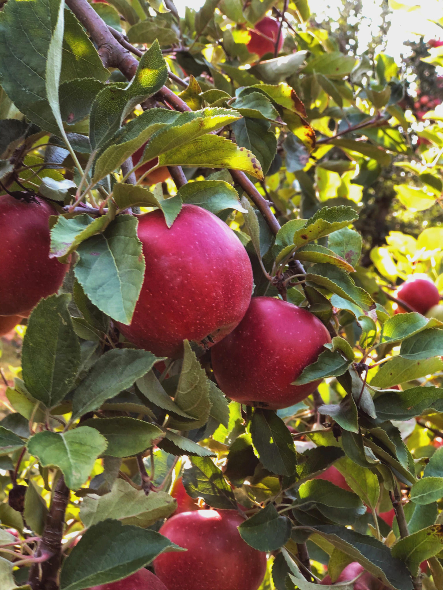 Best Connecticut Apple Orchards - Rosa Diana